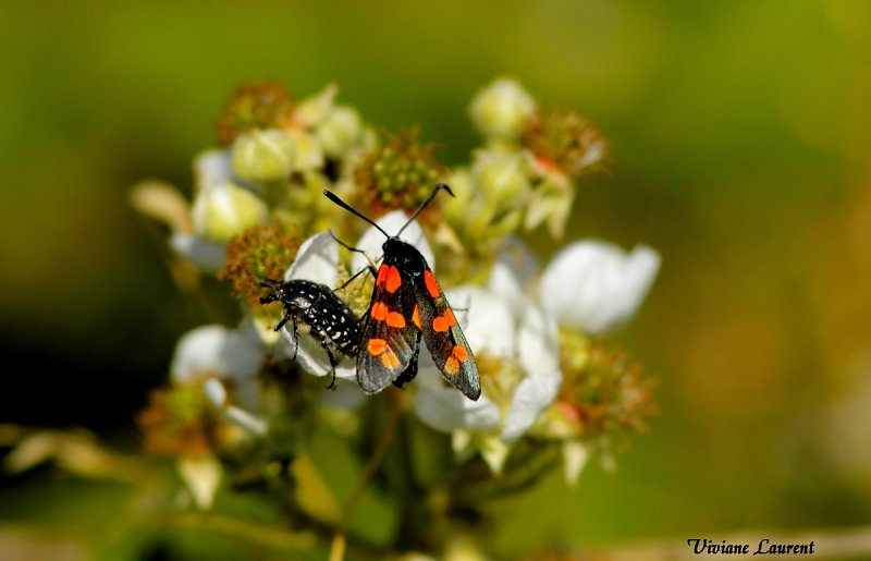Insectes butineurs - Sorties