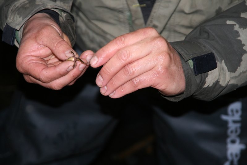 cloaque et queue - Sorties