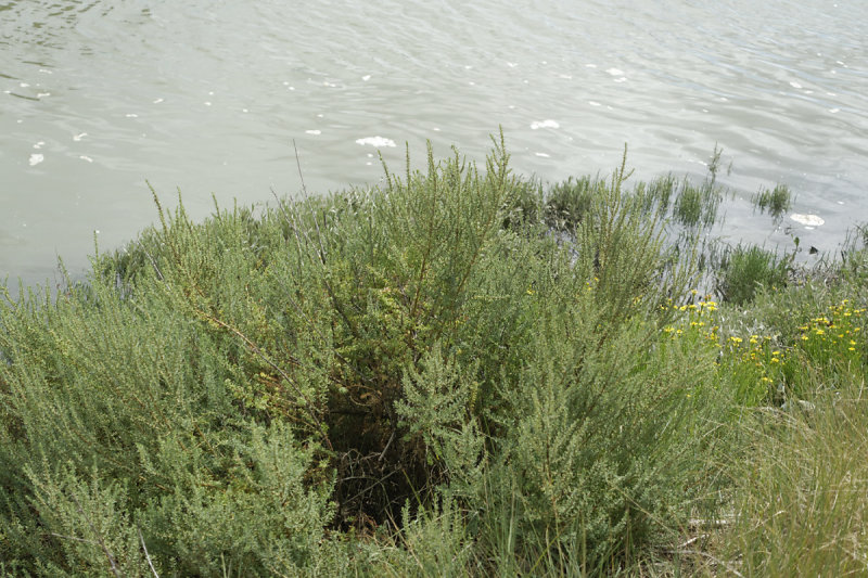 Soude ligneuse - Sorties